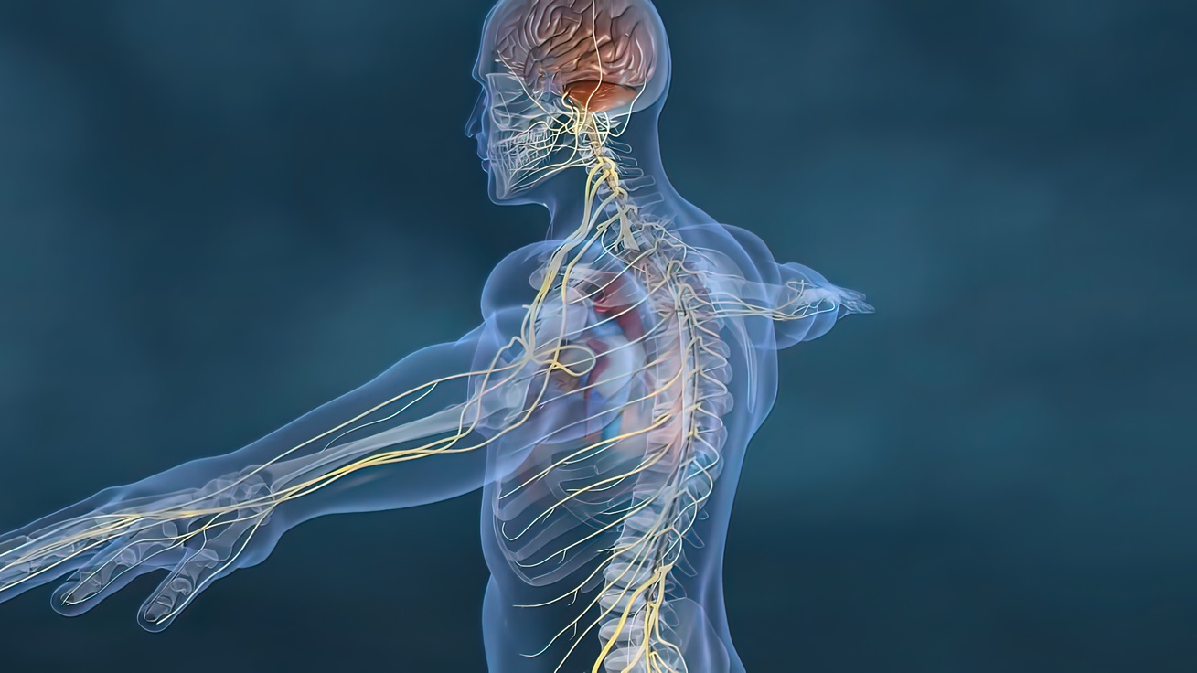 Blog - The Fascinating Bidirectional Interplay Between Brain and Body