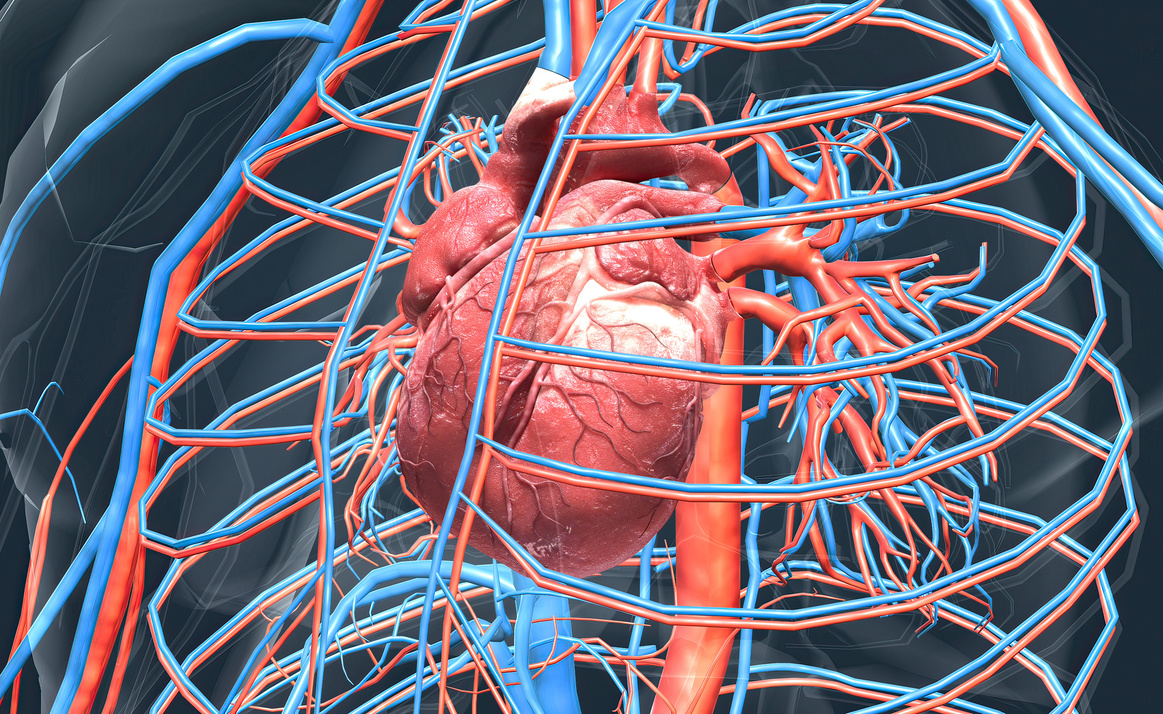 Blog - The Complex Interplay Between the Heart and the Brain