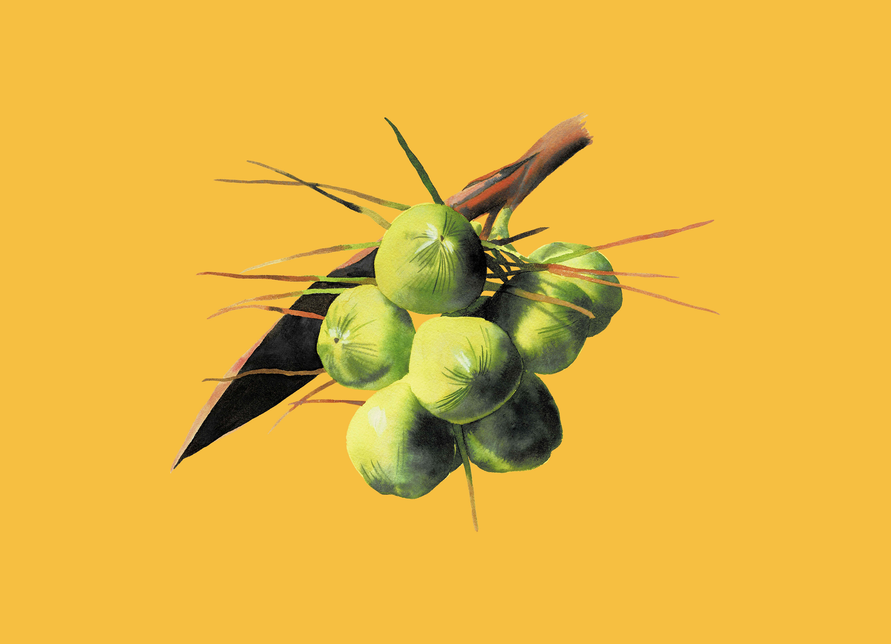 Everyday Oil — Ingredient Library