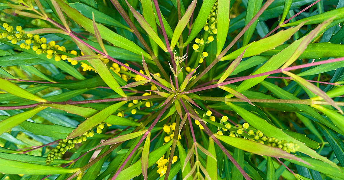 Posts | Apple Pea Fern Sea