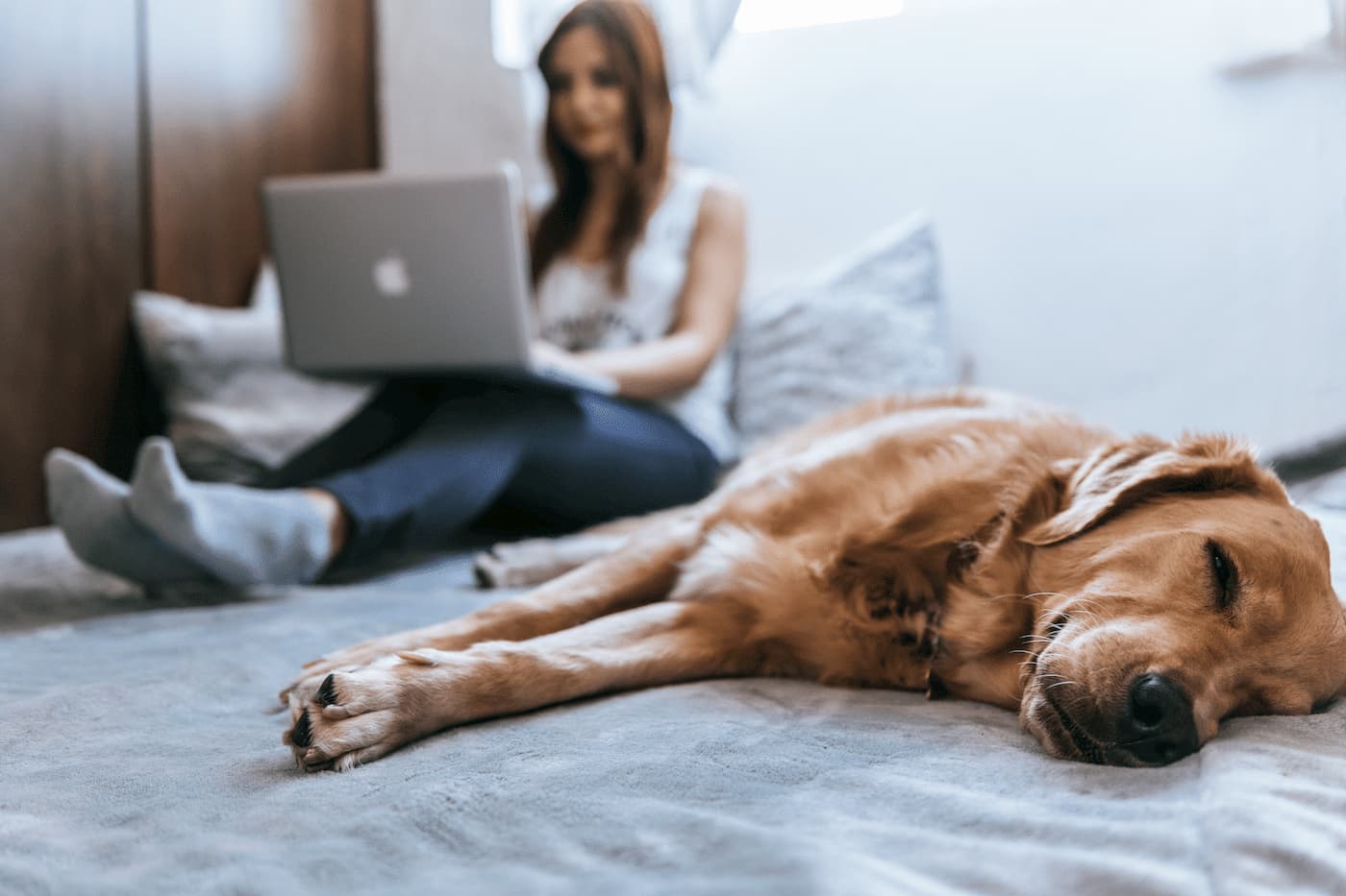 3 Reasons Why You Should Allow Pets In Your Rental Property Now Mynd 3 Reasons Why You Should Allow Pets In Your Rental Property Now Mynd