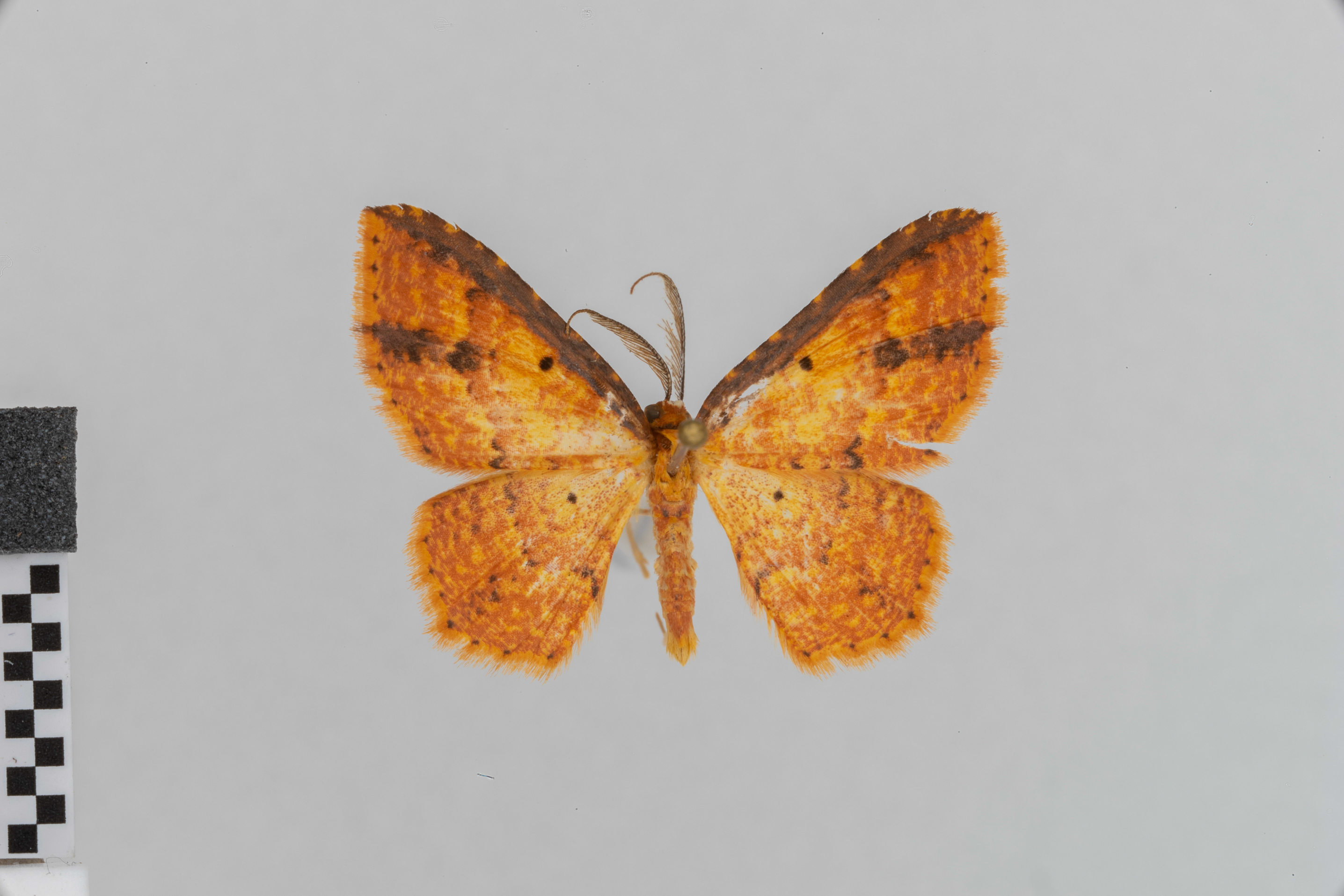 Dr. Gunnar Brehm | Science