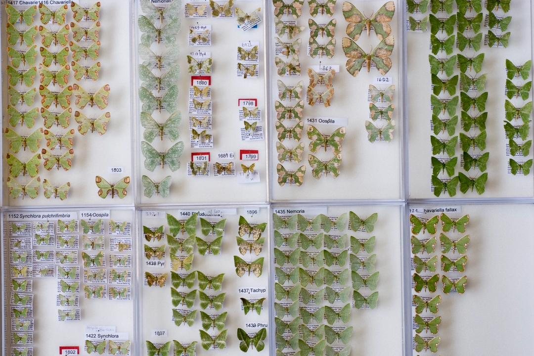 Dr. Gunnar Brehm | Science