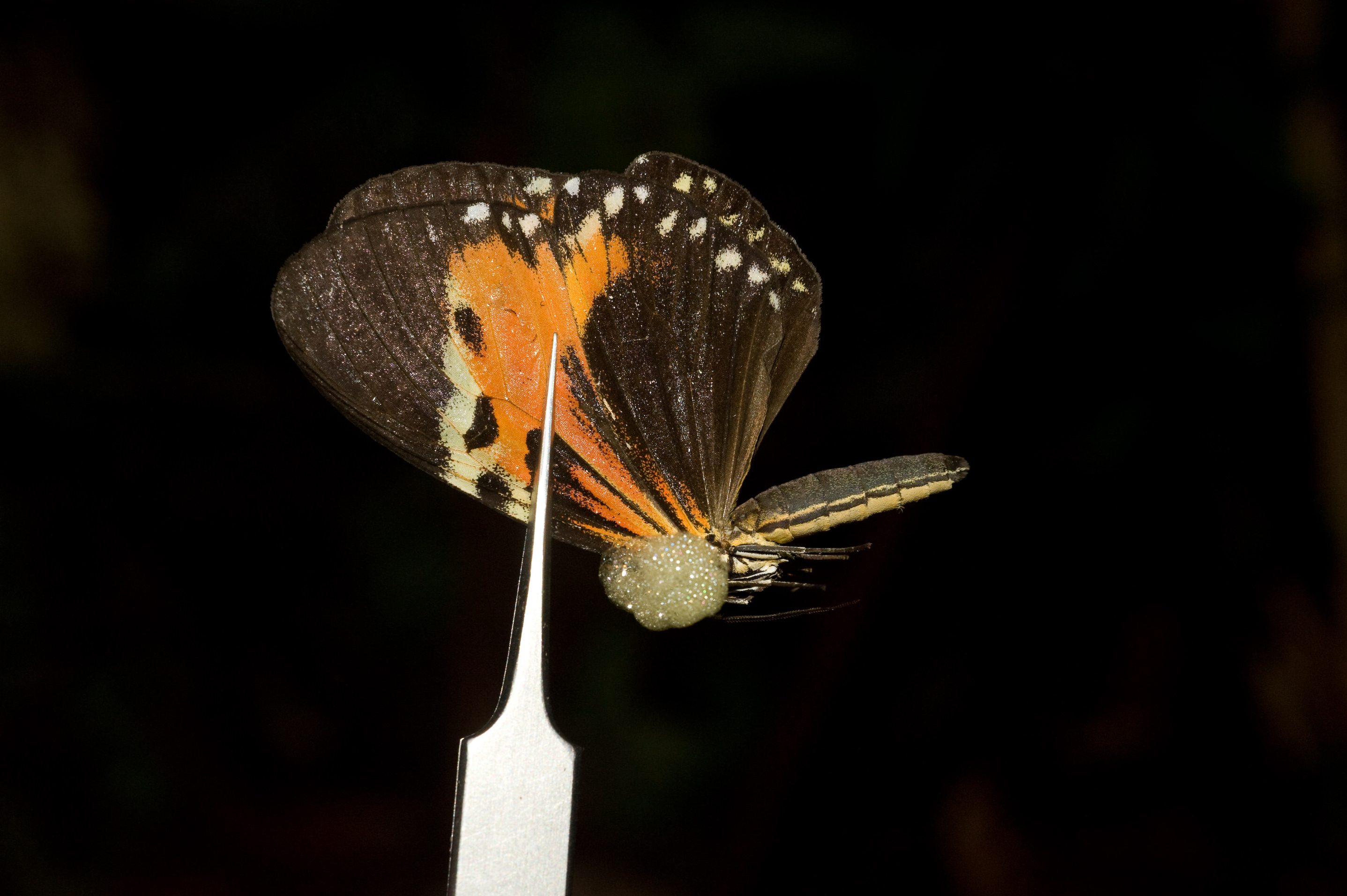 Dr. Gunnar Brehm | Science