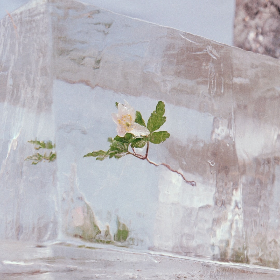 Hvass&Hannibal – Leaves Opera