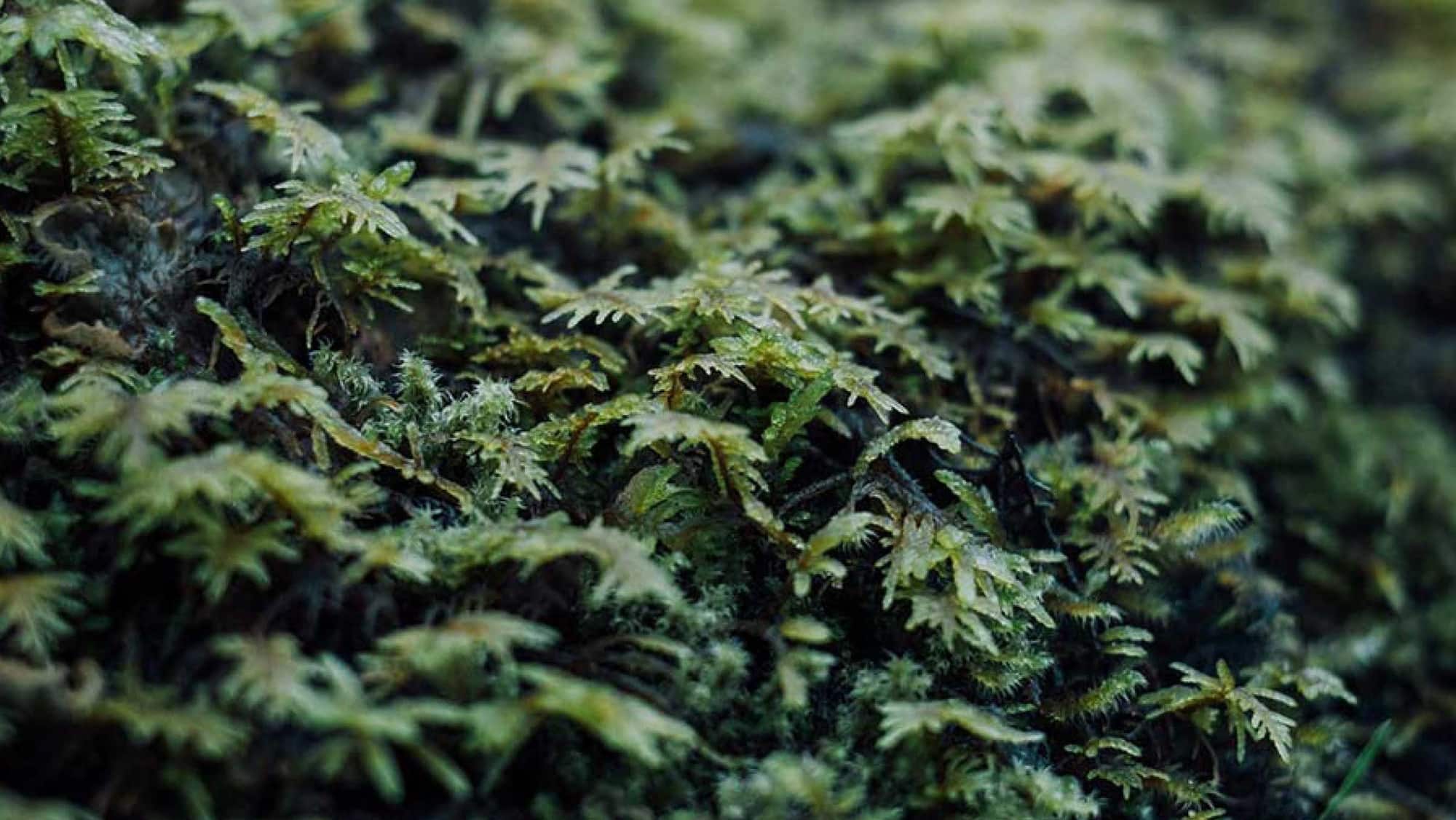 Milwaukee Dentist Dr. Meggie Graham | Lake Park Dental