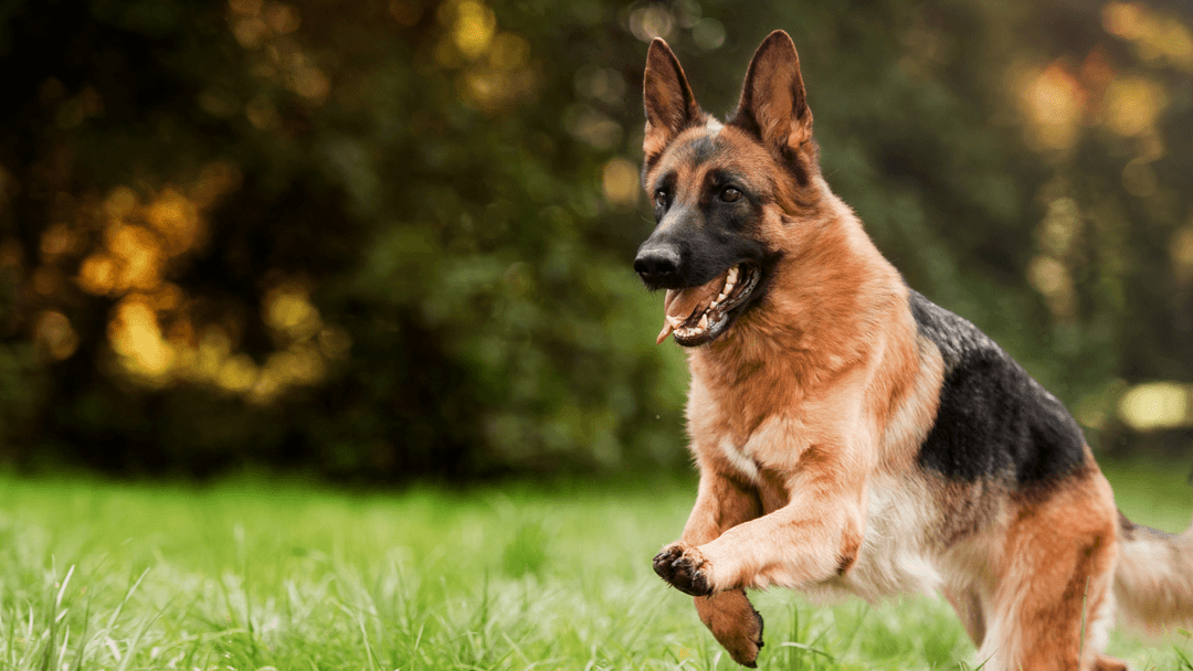 Meet Gunther, The World’s Richest Dog | Willful