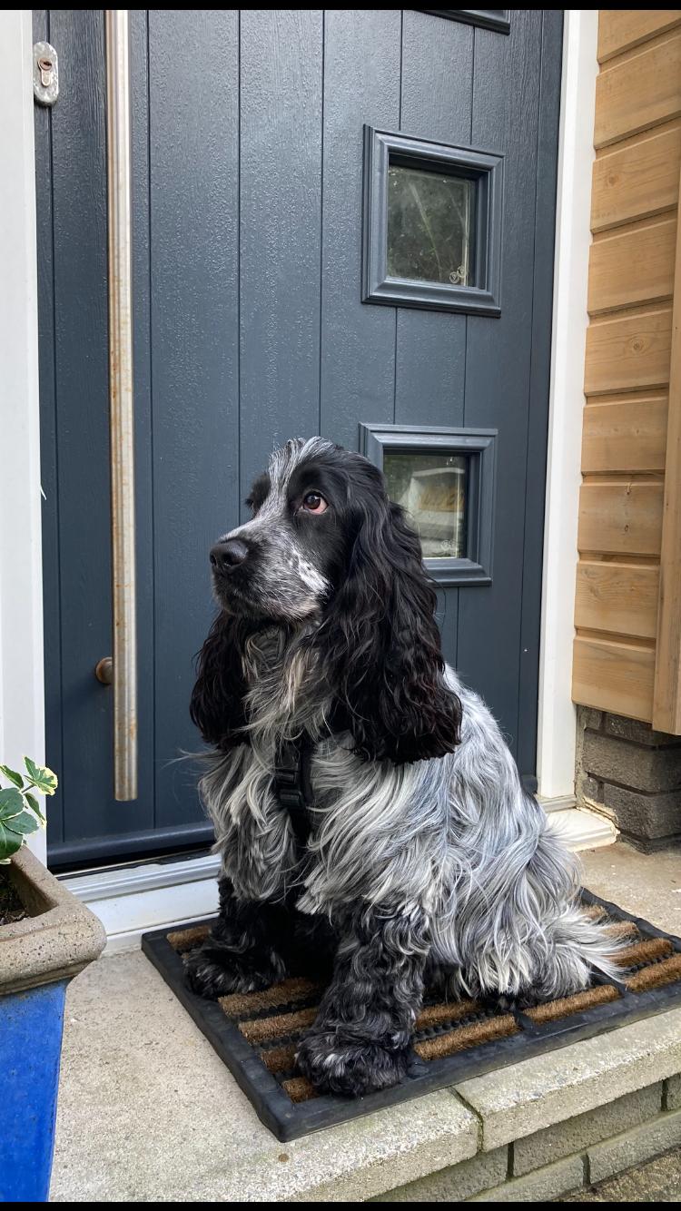 Our 'Very Important Pooches' enjoying Gwelmor