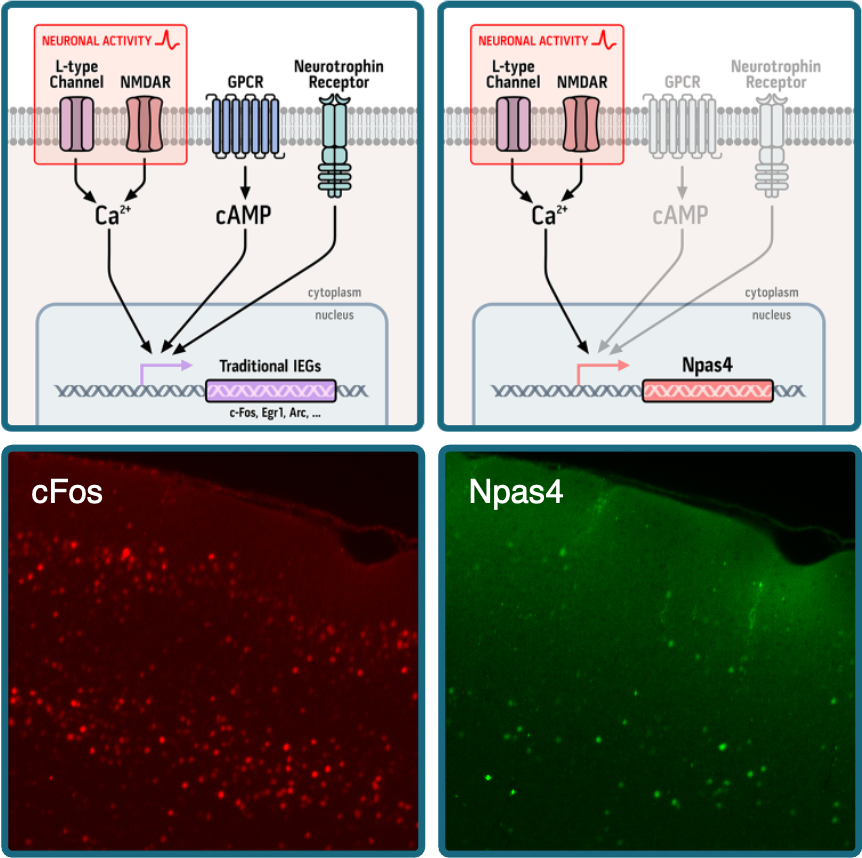 Neuronal Activity Tissue Clearing Kit | Brain-Wide Cellular Resolution ...