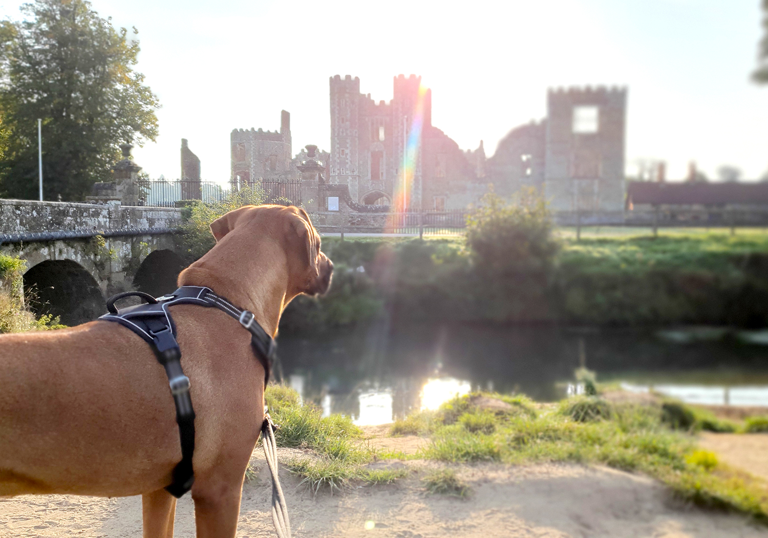 Dog Walk at Cowdray Park