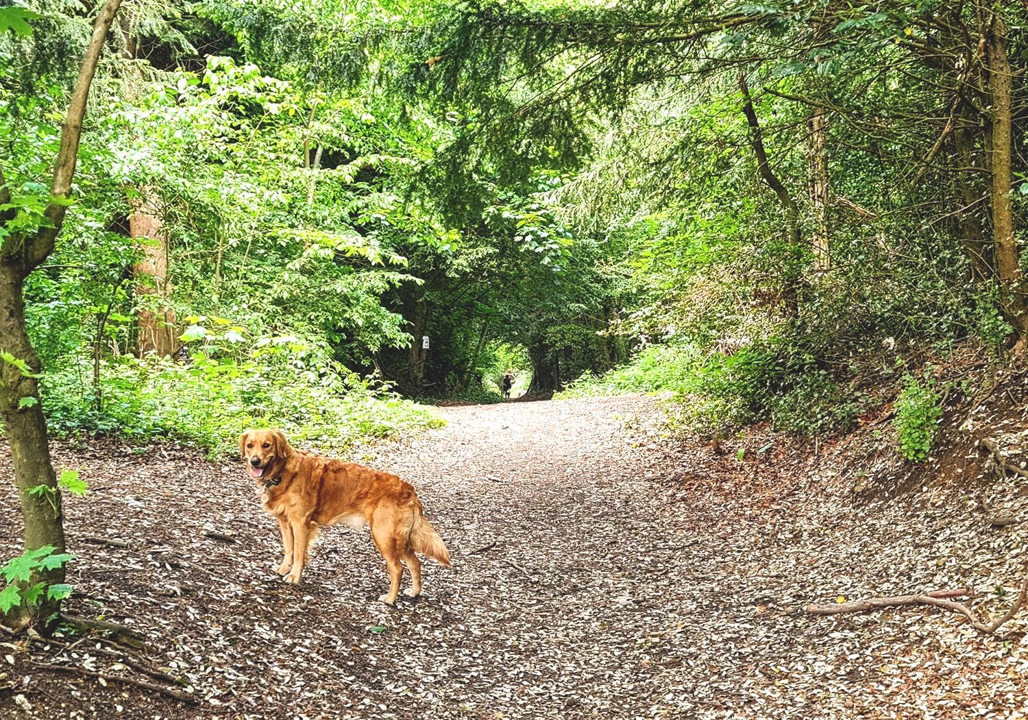 Dog Walk at High Elms Country Park