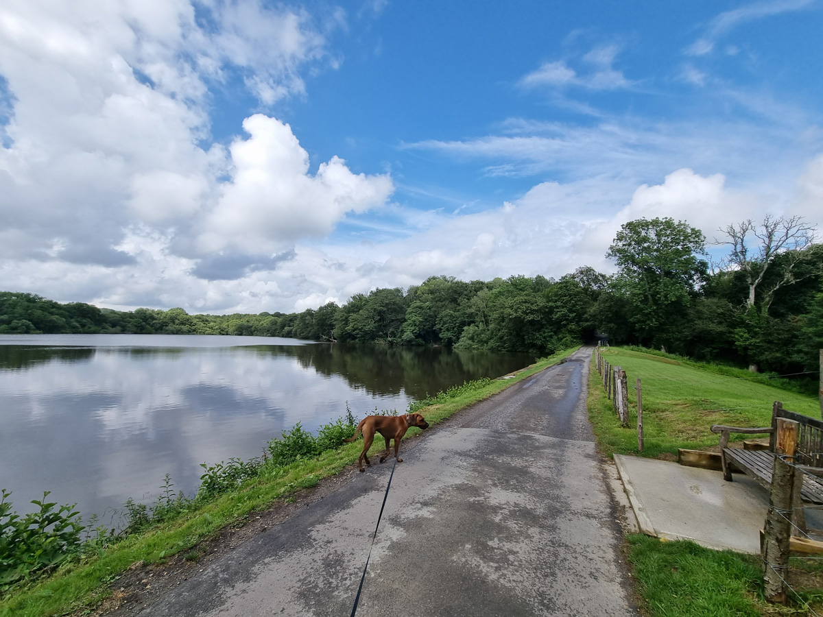 Dog Walk at Balcombe Lake