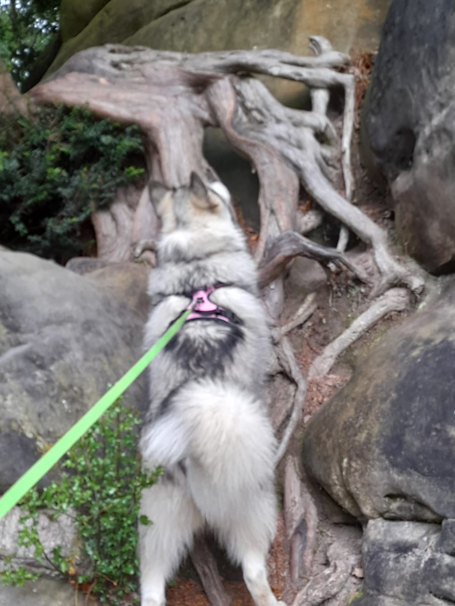 Dog Walk at Stone Farm Rocks & Kingscote Circular