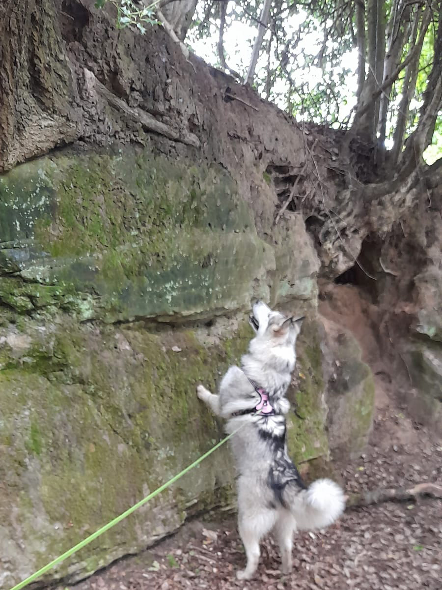 Dog Walk at Stone Farm Rocks & Kingscote Circular