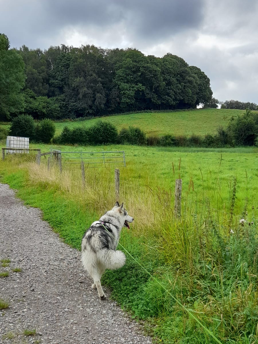 Dog Walk at Stone Farm Rocks & Kingscote Circular