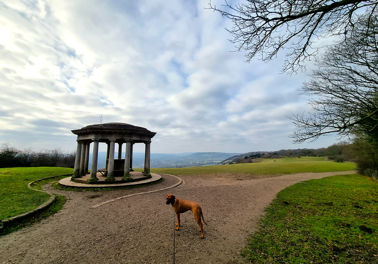 Dog Walk at Reigate Hill and Gatton Park