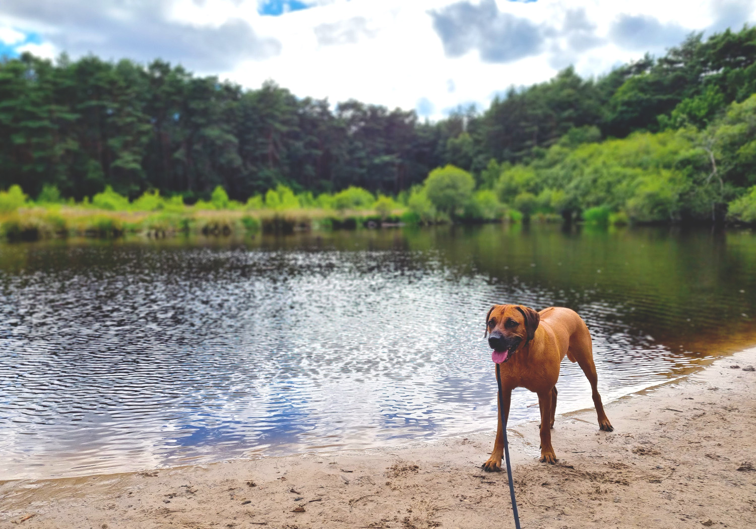 Dog Walk at Horsell Common
