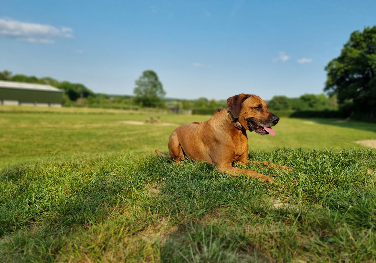 Dog Walk at Summers Pond - Dog Meadow