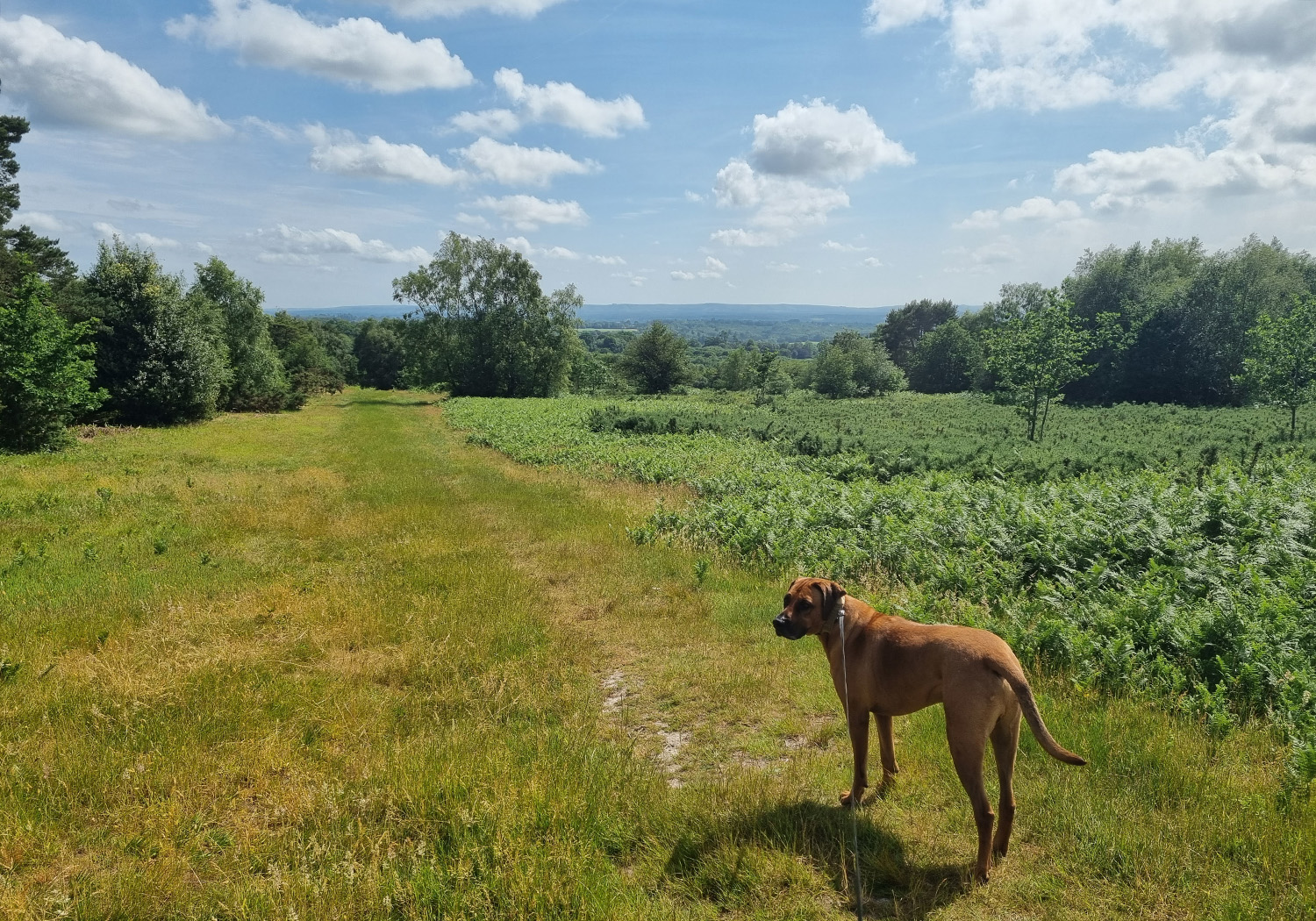 Dog Walk at Hindleap, Ashdown Forest
