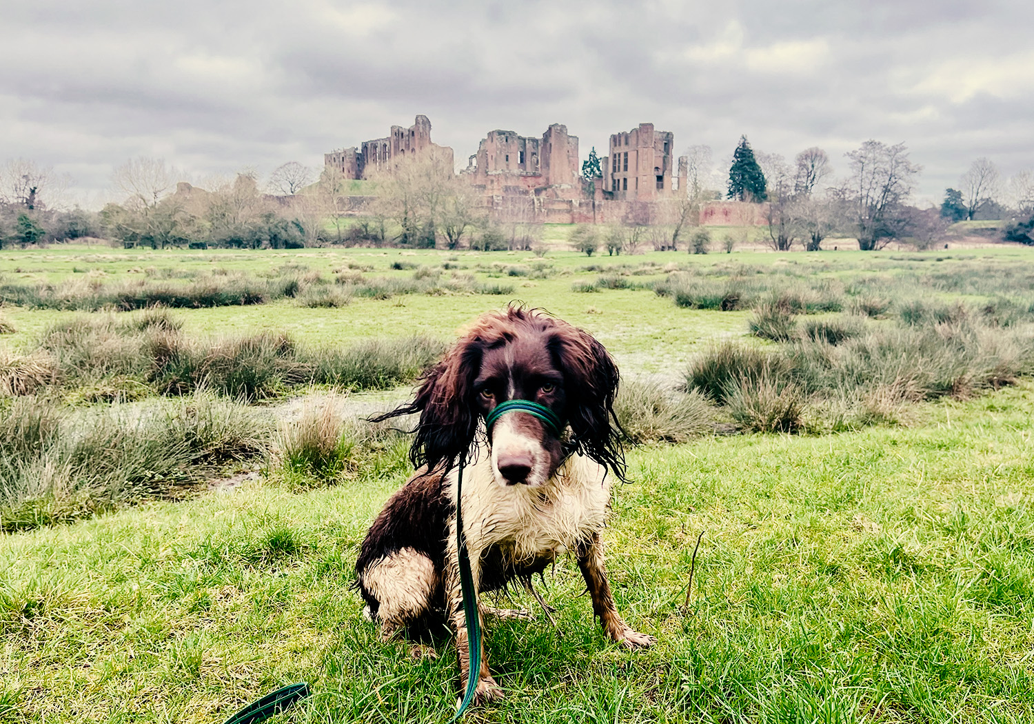 Dog Walk at Kenilworth Castle