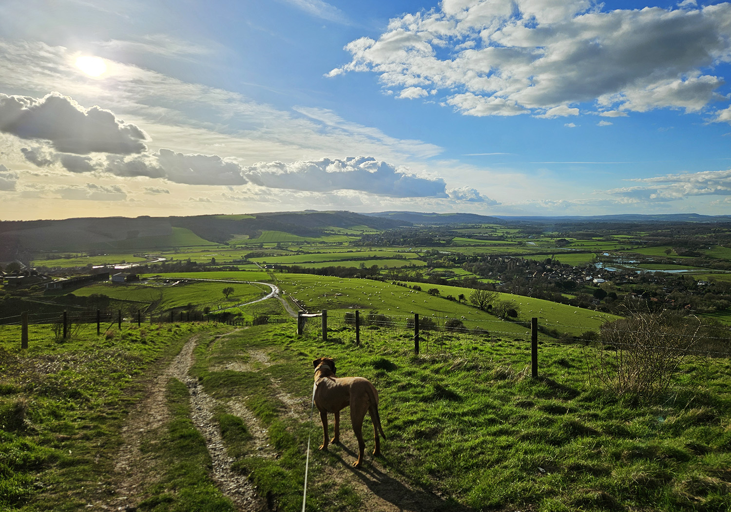 Dog Walk at Rackham Hill