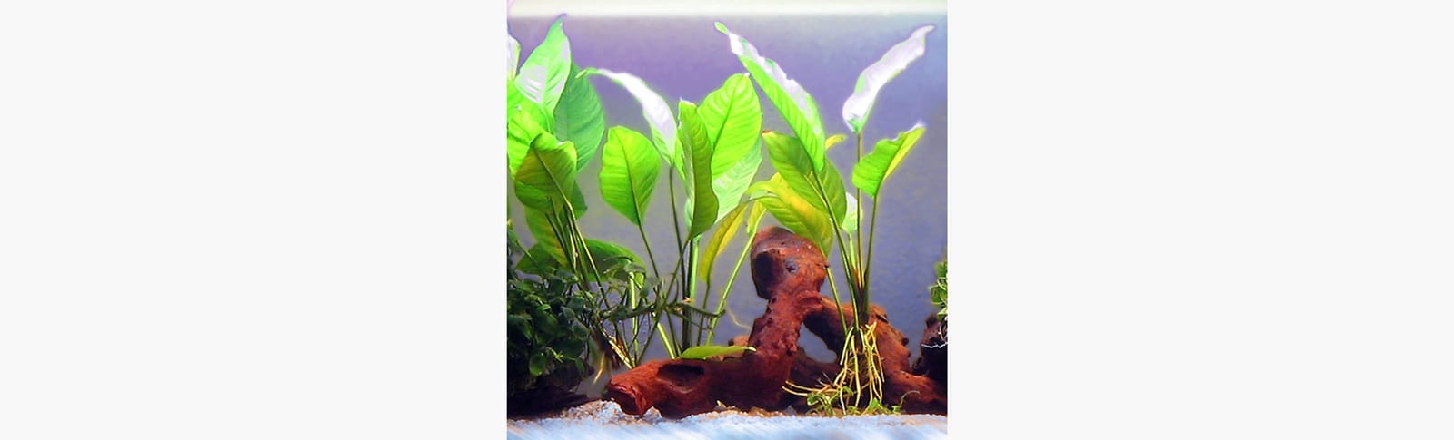 The best plants & bulbs for betta fish - Bettaboxx