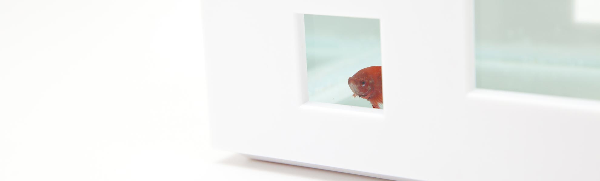 How to set up a hospital aquarium - Bettaboxx