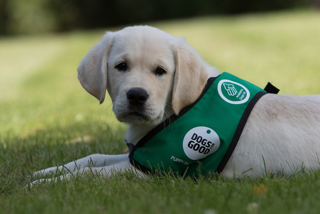 Proudly supporting the charity work of Dogs for Good