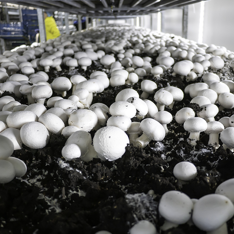 About Us | Carleton Mushroom Farms
