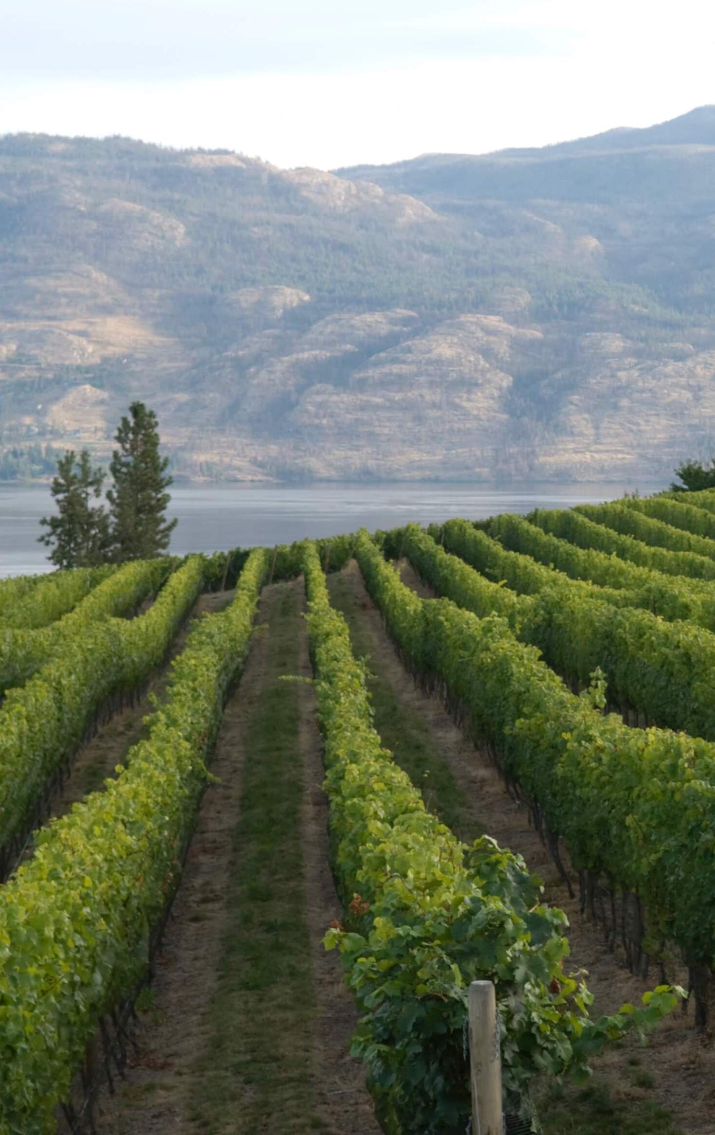 Private Wine & Spirits Imports - Mark Anthony Group