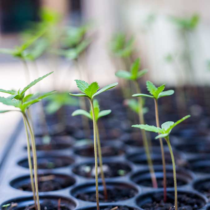 Track and Trace vs. Seed to Sale: What You Need to Know