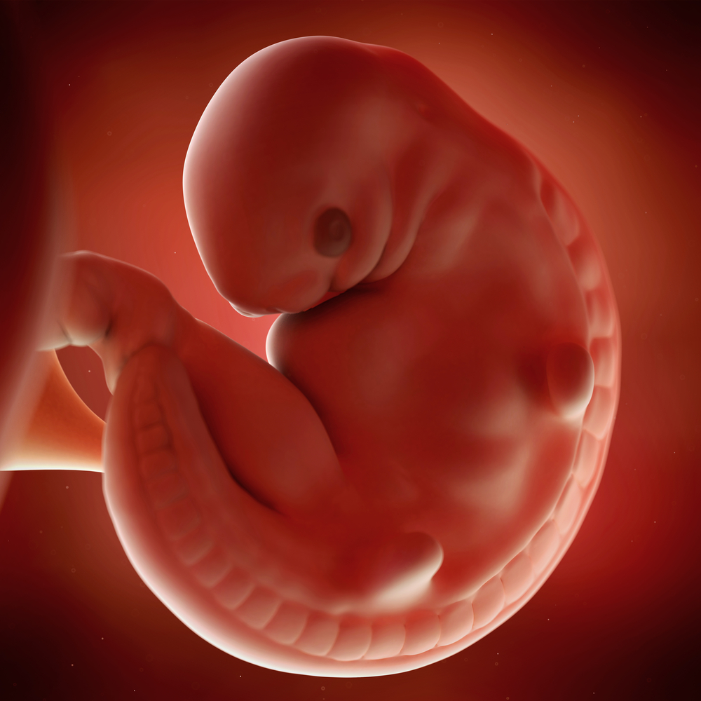 6 Weeks Pregnant Quick Update On You And Your Baby Your Baby Is 6-weeks-pregnant-quick-update-on-you-and-your-baby-your-baby-is