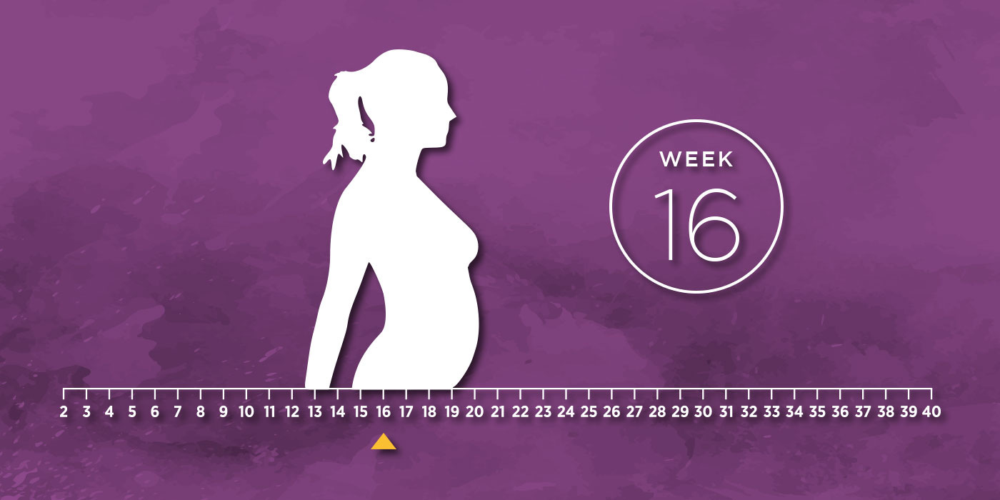 Week 16 of pregnancy? Want to know how your little one is doing? Click ...