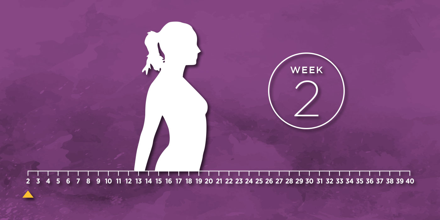 Pregnancy Week 1 And 2 | What To Expect? What Happens In These Weeks ...