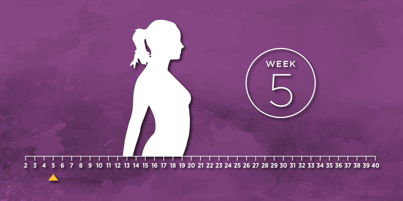 5 Weeks Pregnant? All you need to know about you and your little one ...