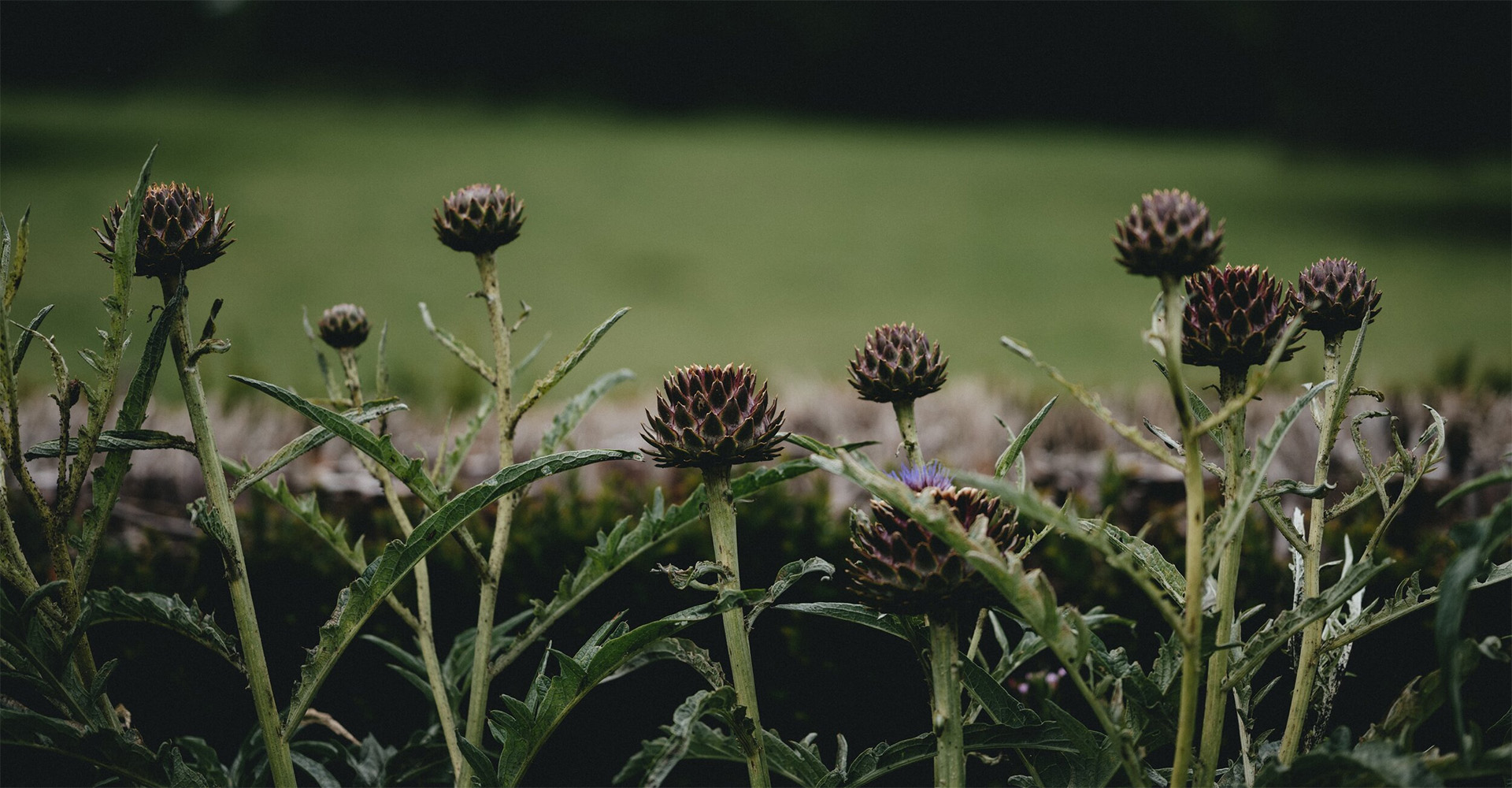 A very handy spring gardening guide | Ensemble Magazine