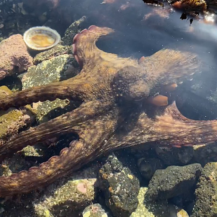 My octopus friend | Ensemble Magazine