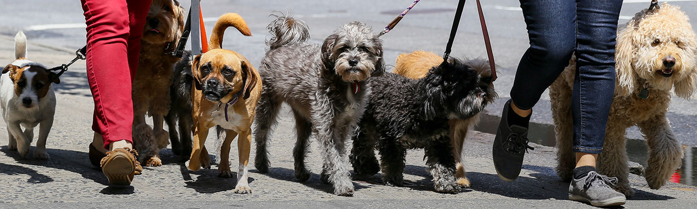 Is Walking A Dog Without Leash Illegal