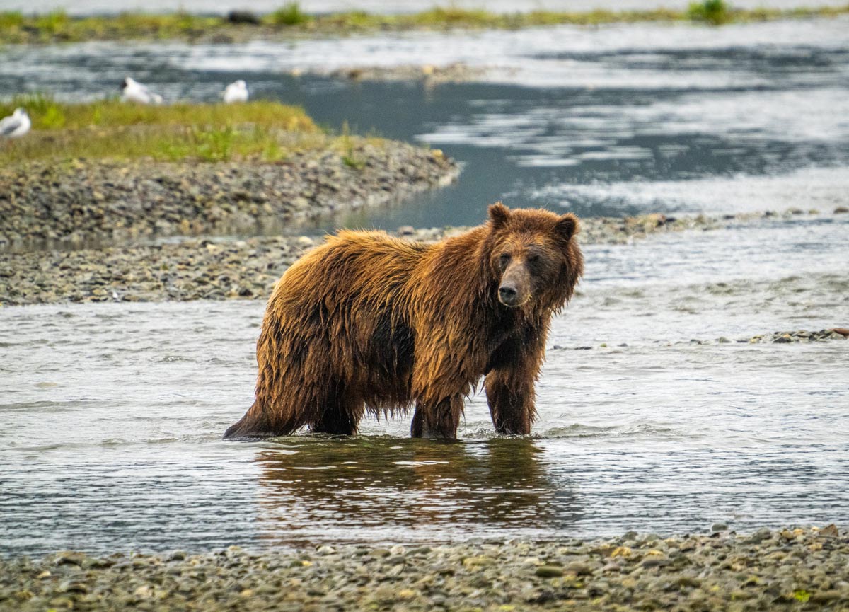 Everything You Need To Know About Brown Bear Watching In Alaska