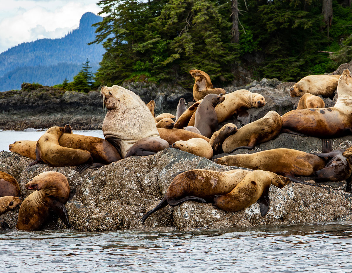 Alaska Inside Passage Cruise Vs. Pybus Point Lodge: What to Consider ...