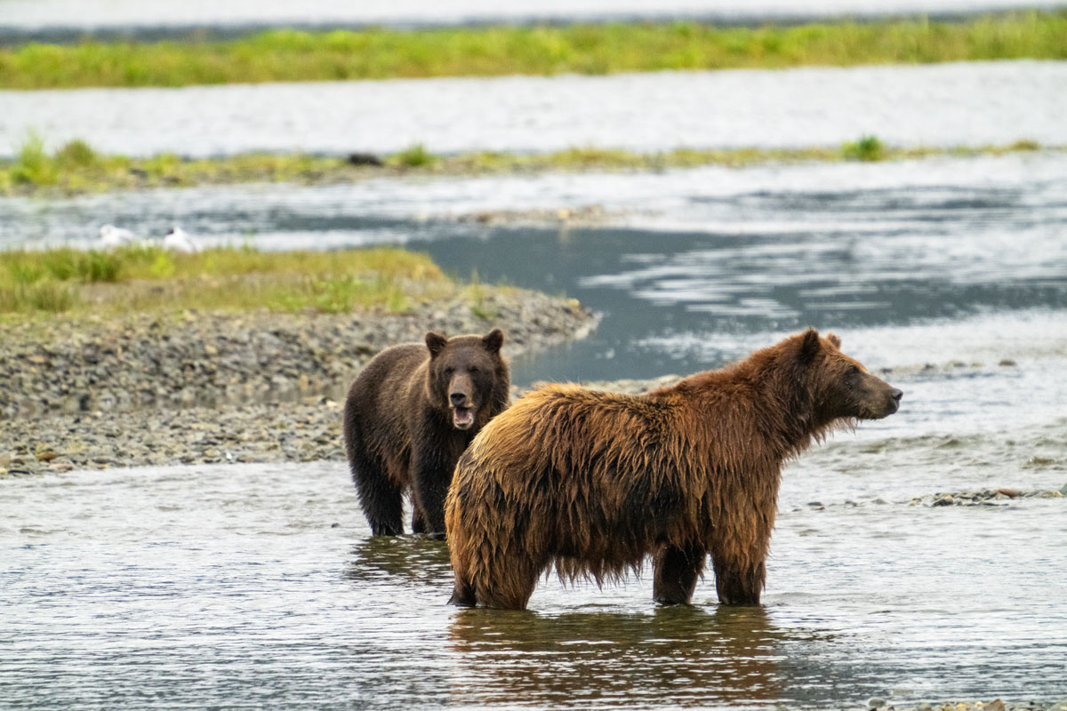 Just How Remote Is Remote? The History and Location of Pybus Point Lodge