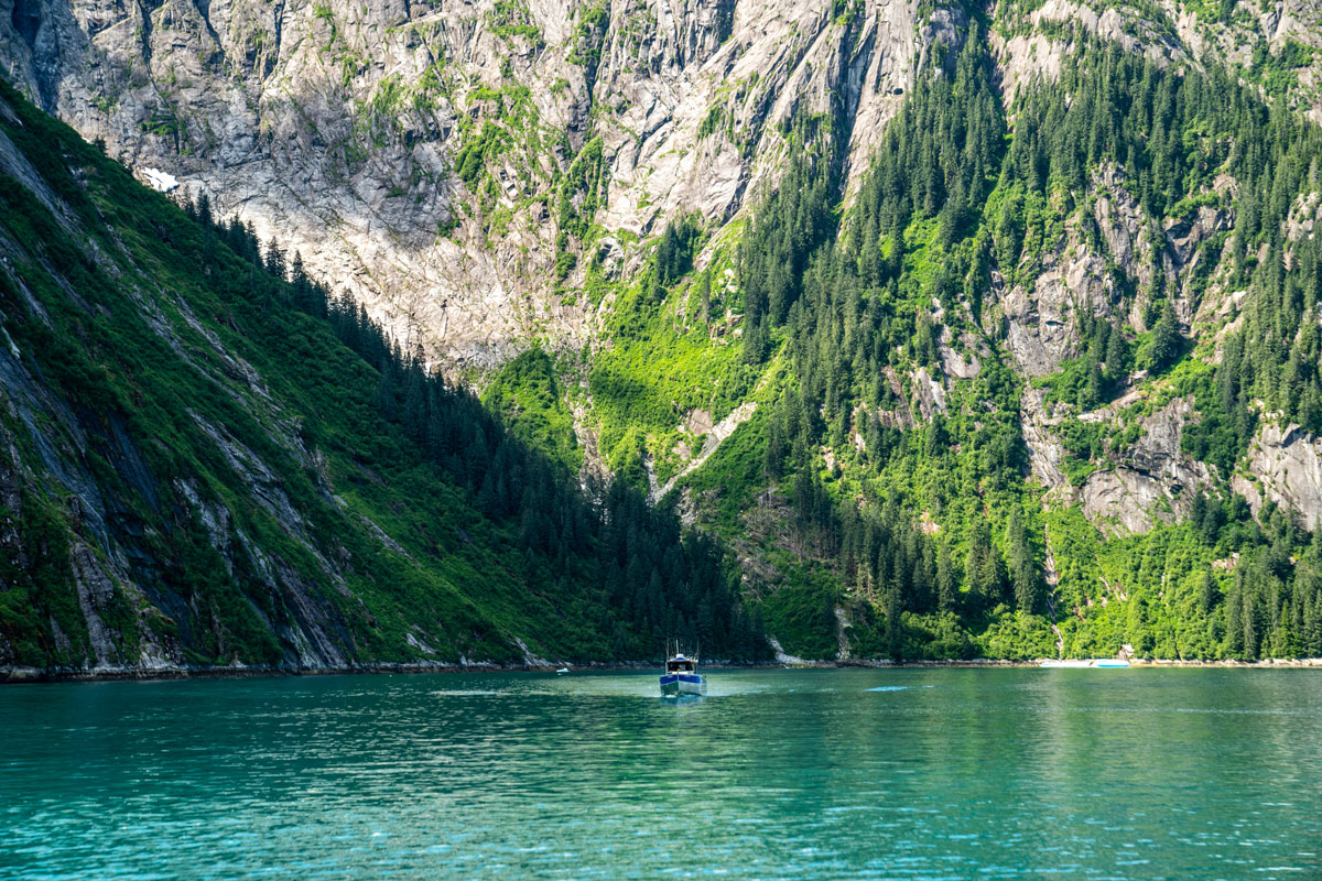 Experience the Ultimate Alaska Whale Watching Adventure at Pybus Point ...