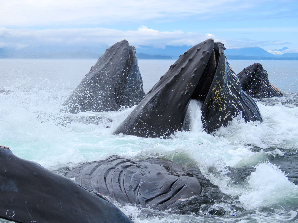 Experience the Ultimate Alaska Whale Watching Adventure at Pybus Point ...
