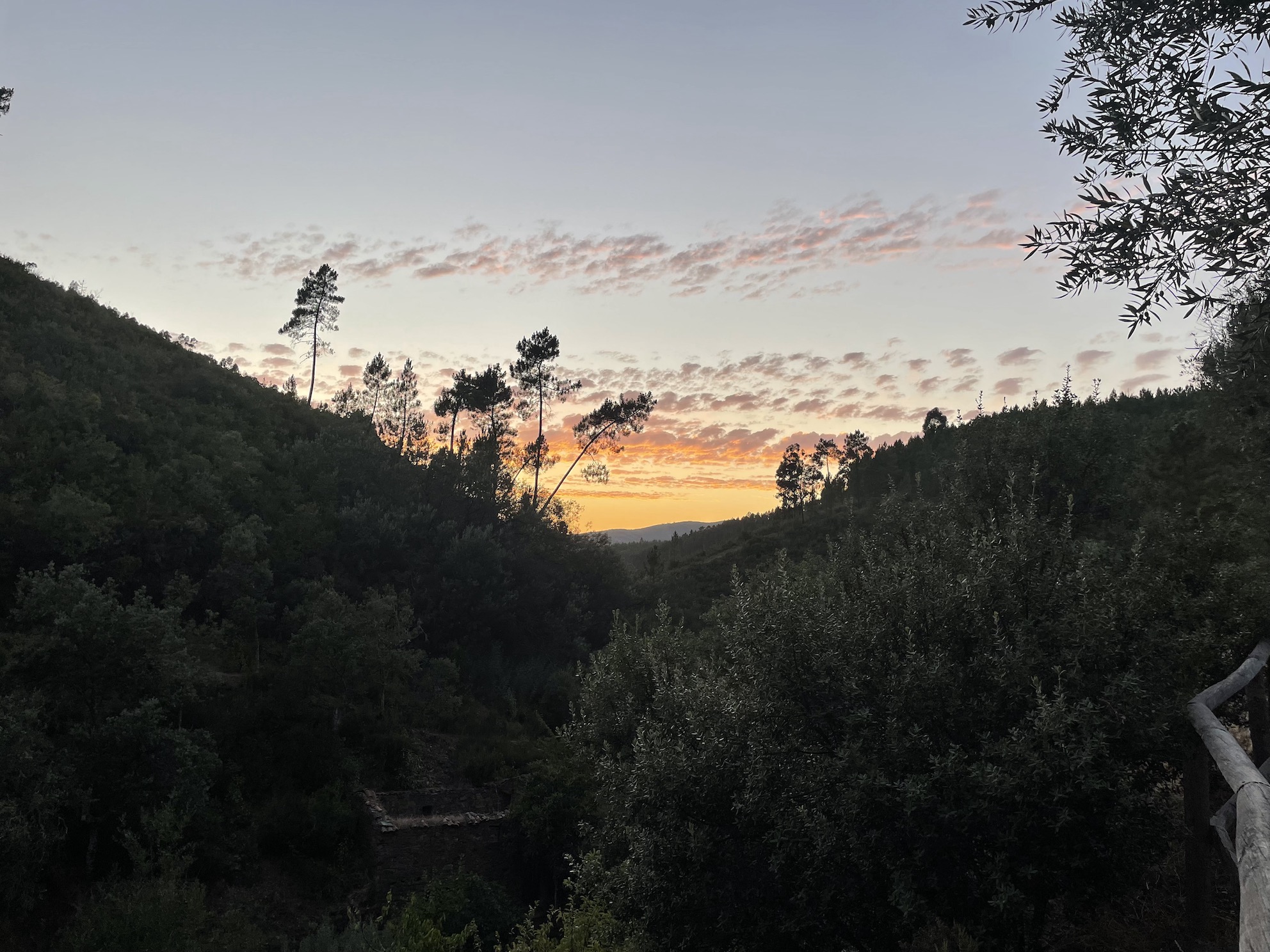 5-MeO-DMT: The Psychedelic Toad Experience