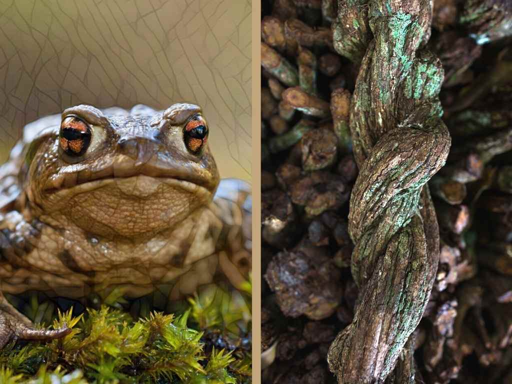 Choosing 5-MeO-DMT Bufo Retreat over Ayahuasca Retreat