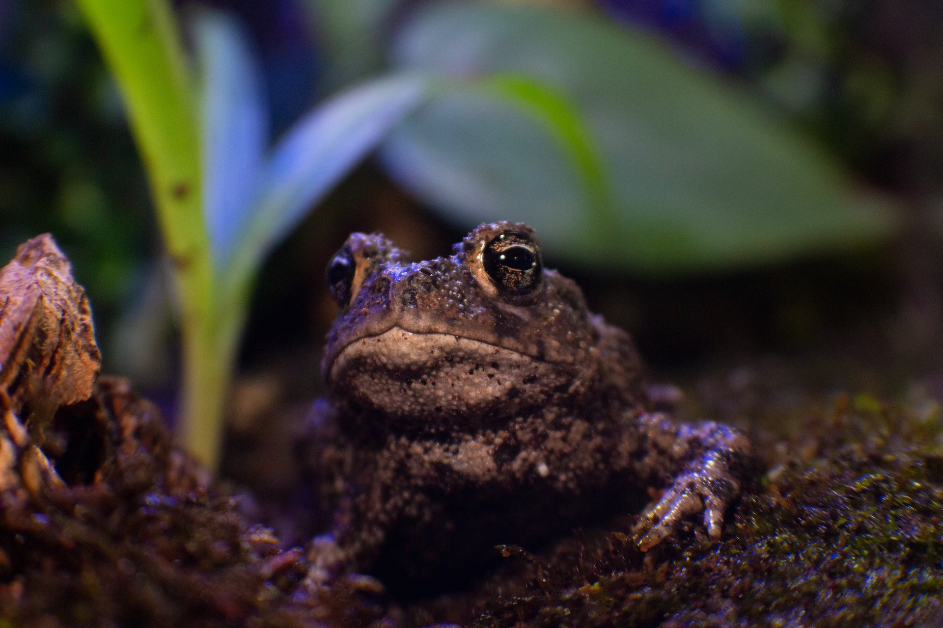 5-MeO-DMT: The Psychedelic Toad Experience