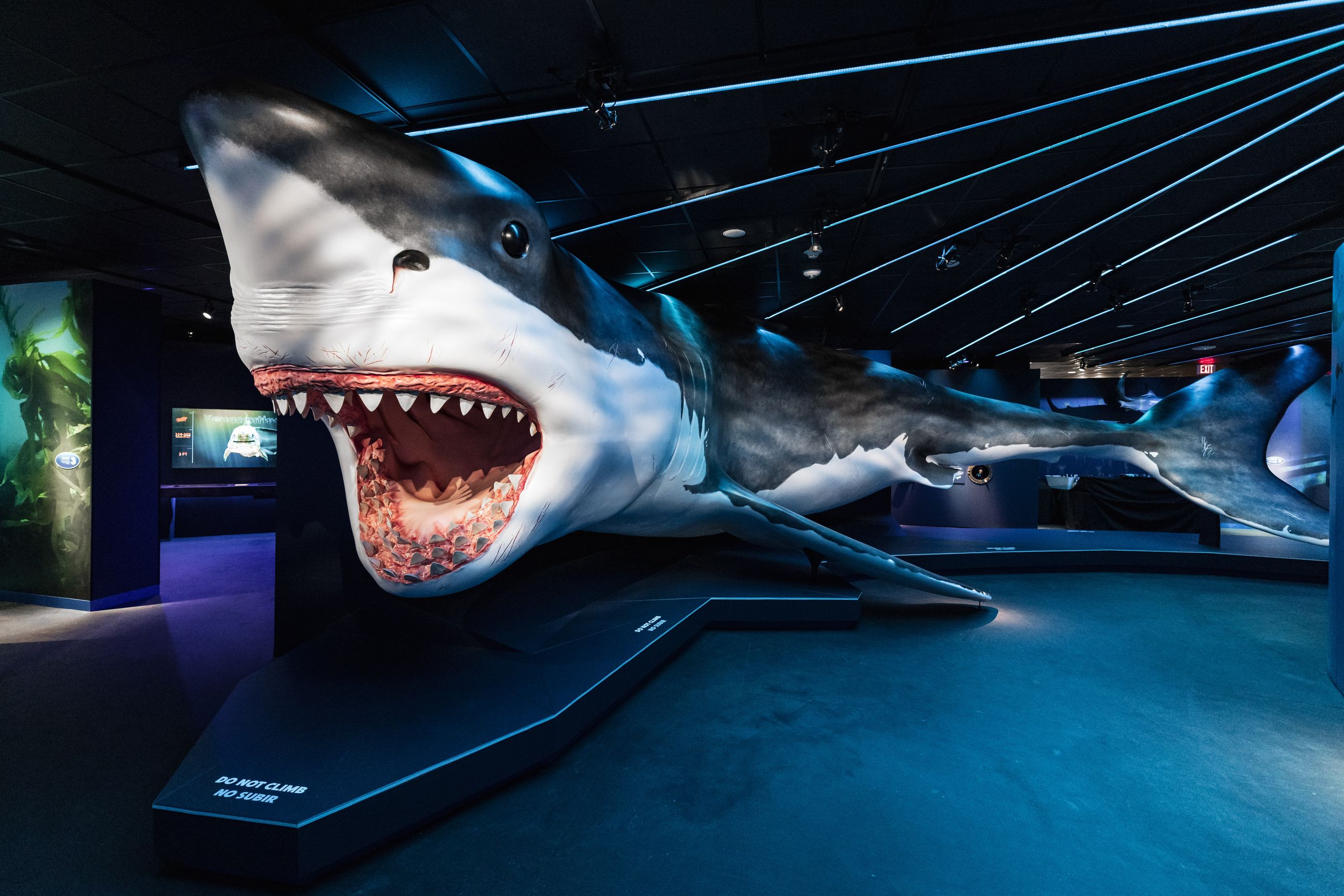 rootlab: Sharks! at HMNS