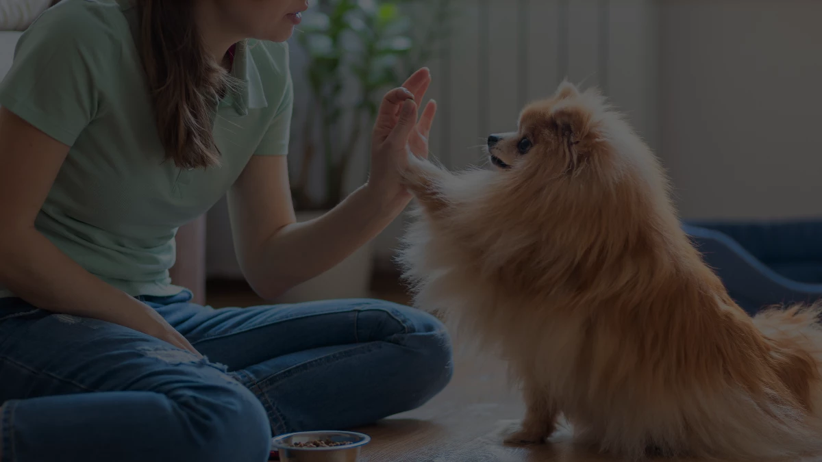 Online Dog Training Courses for Puppies & Adult Dogs | Pettable Academy