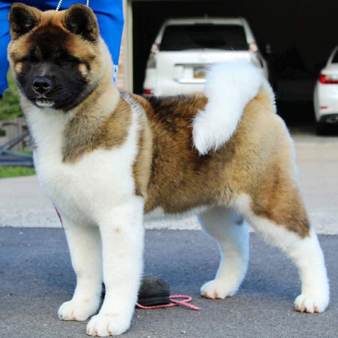 Morrow Akitas