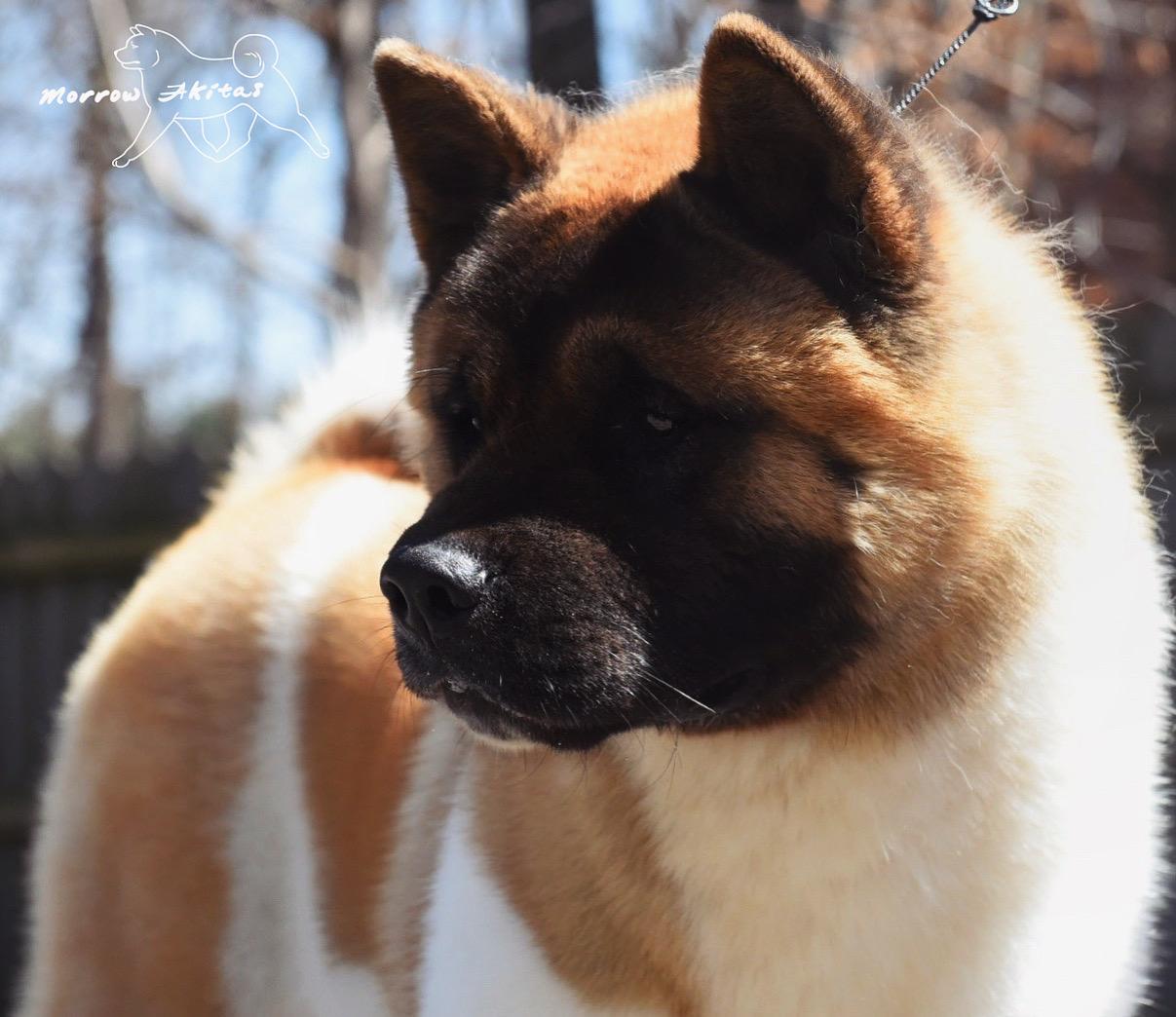 Morrow Akitas